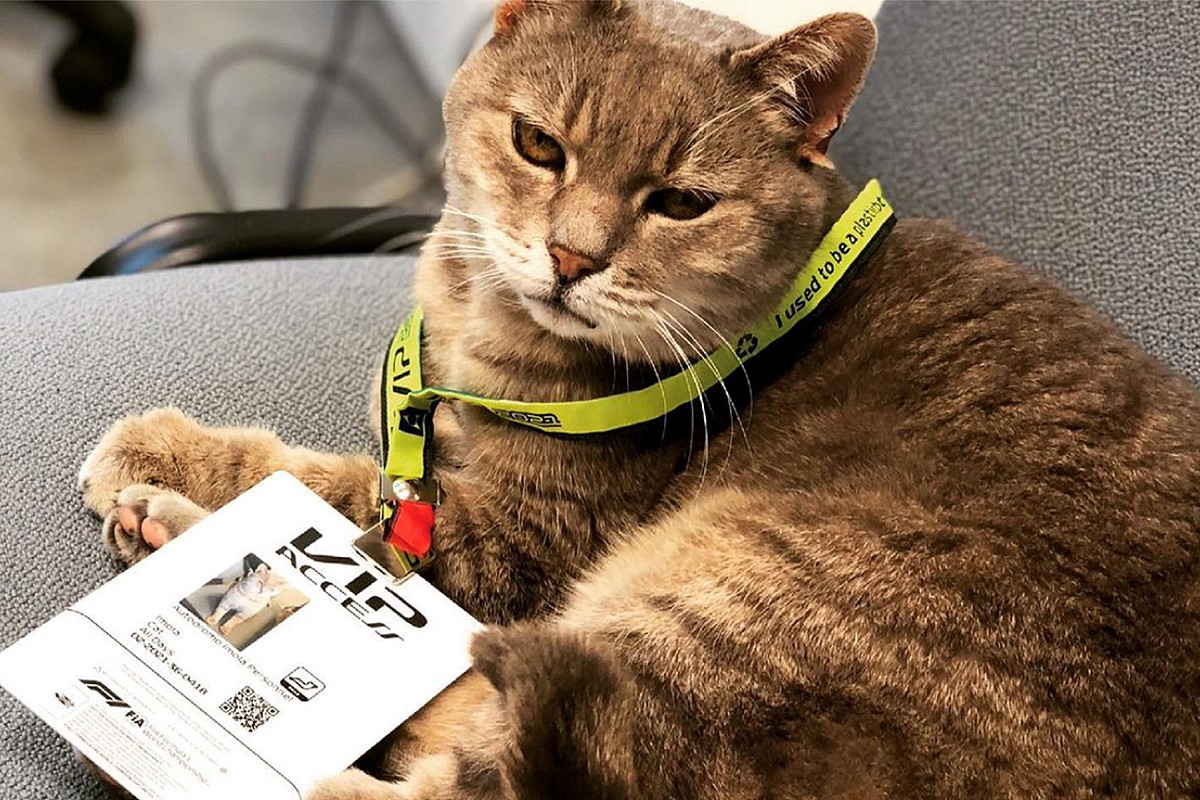 El secreto gato de la suerte del paddock de la F1 en Imola